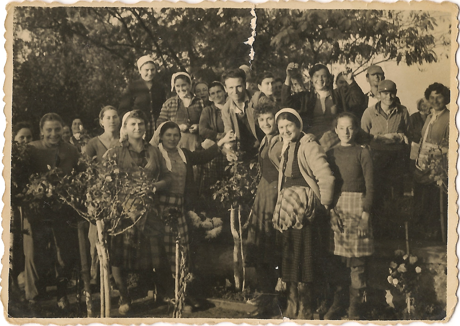 Γλώσσα | Kartalis Tree